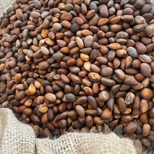 New Mexico Piñon (Hard Shell) - PIÑON Pine Nuts