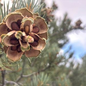 The History and Cultural Significance of Pine Nuts - PIÑON Pine Nuts