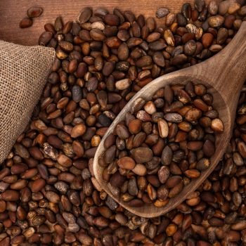 New Mexico Piñon (Hard Shell) - PIÑON Pine Nuts